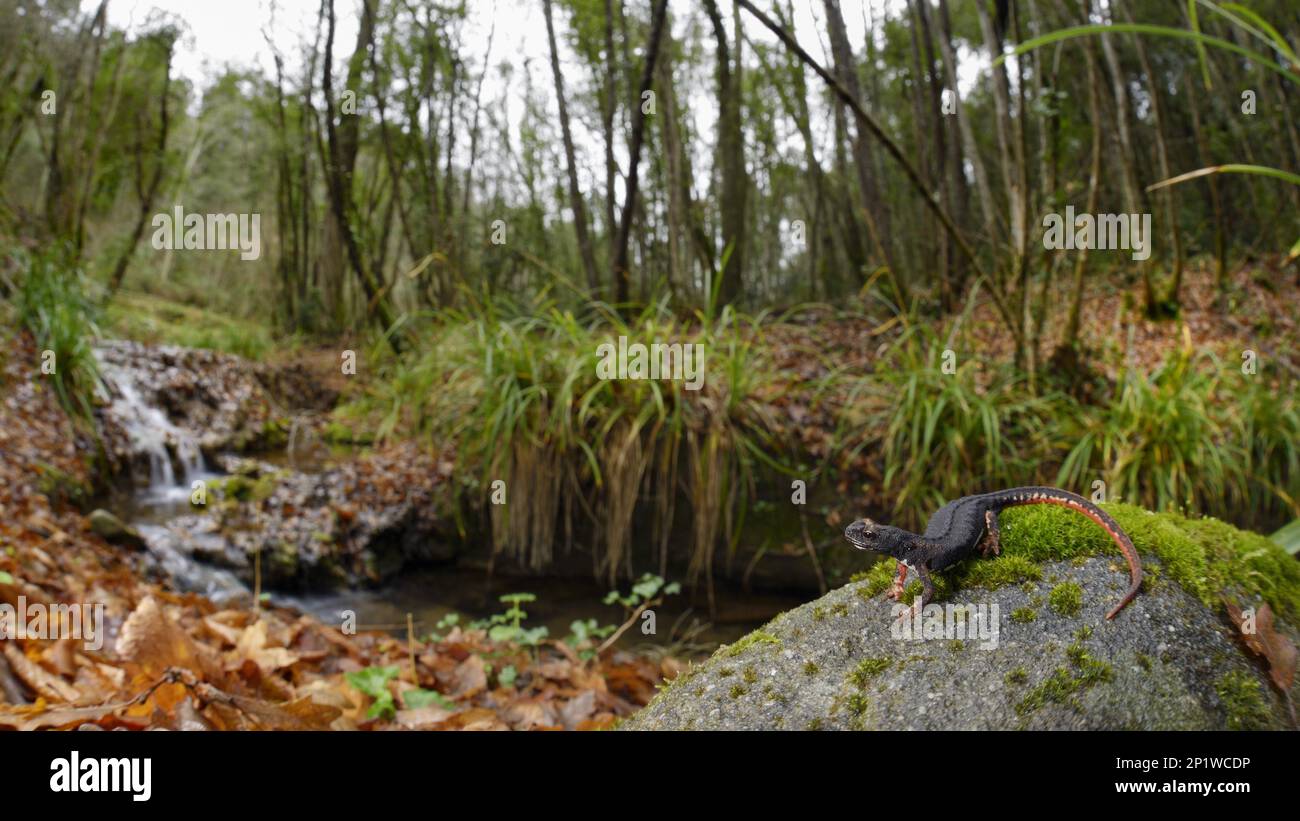 Spectacled salamander (Salamandrina perspicillata), Northern Spectacled ...