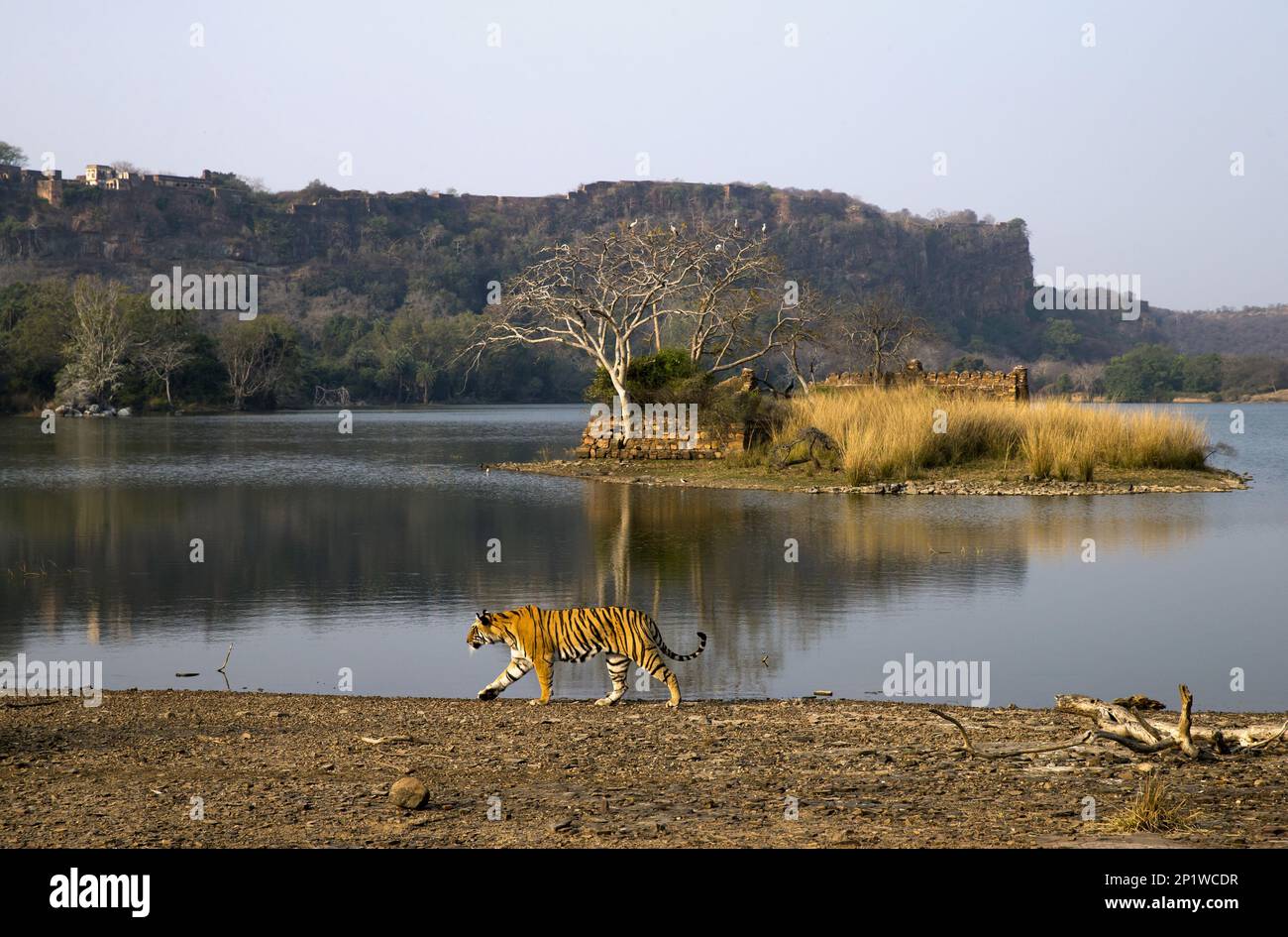 Bengal tiger (Panthera tigris tigris), Royal Bengal tiger, tiger ...