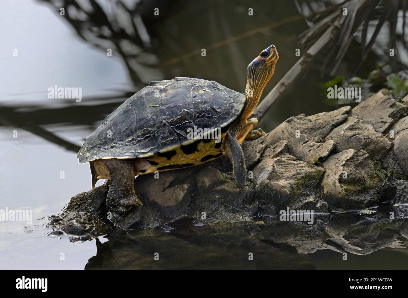 Indian Roofed Turtle, Indian Roofed Turtles, Other animals, Reptiles ...