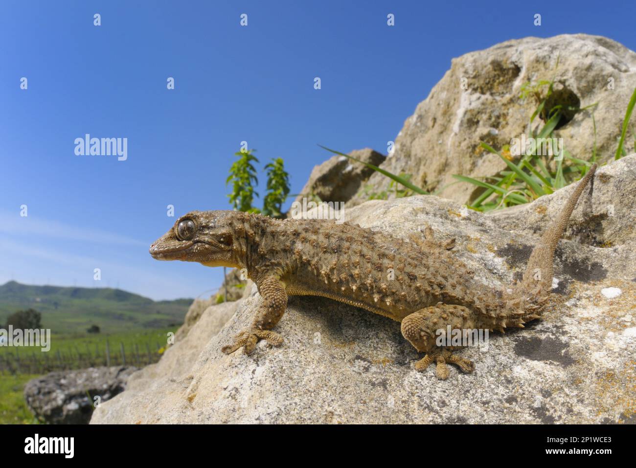 Moorish common wall gecko (Tarentola mauritanica) adult, on rocks in ...
