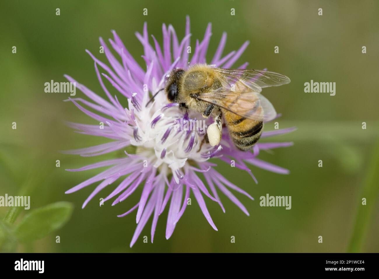 Female honey bee hi-res stock photography and images - Alamy