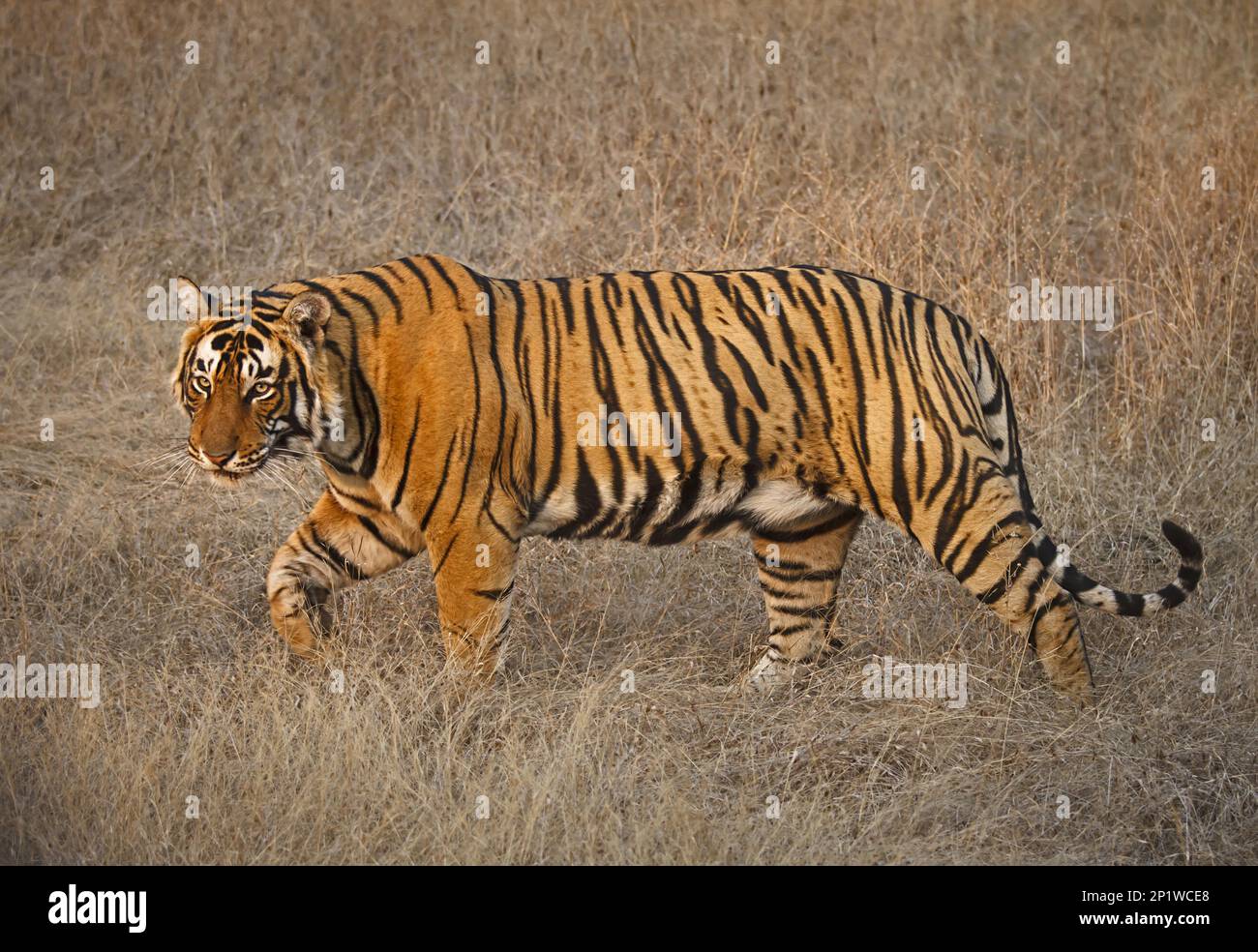 Bengal tiger (Panthera tigris tigris), Royal Bengal tiger, tiger, big ...
