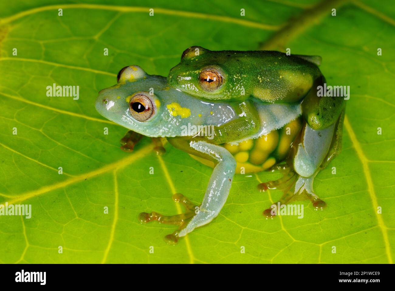 Jackie's reed frog (Hyperolius jackie), Amphibians, Other animals ...