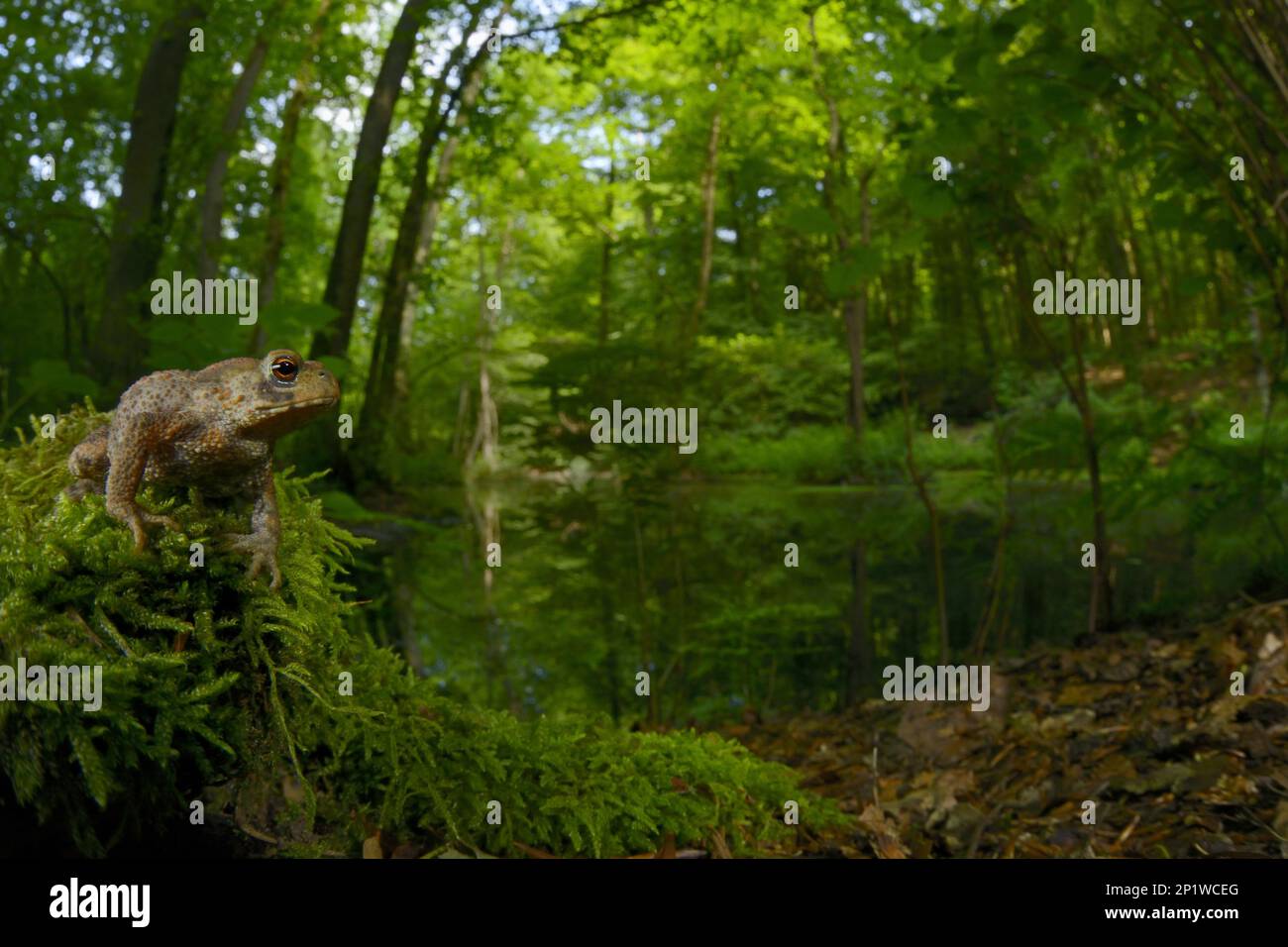 Common toad, common toads (Bufo bufo), Amphibians, Other animals, Frogs ...