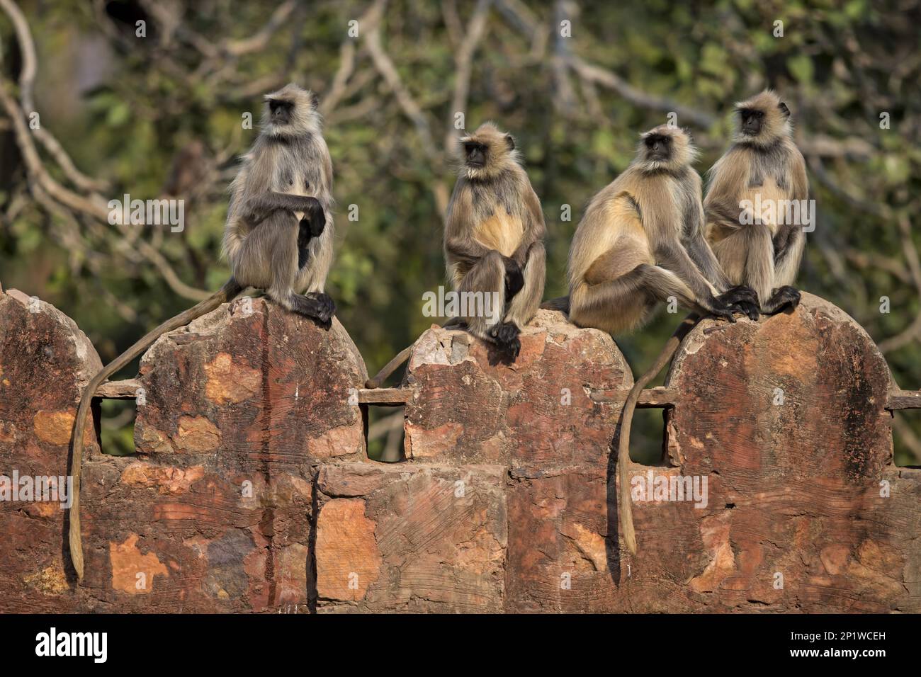 Southern Plains Grey southern plains gray langur (Semnopithecus ...