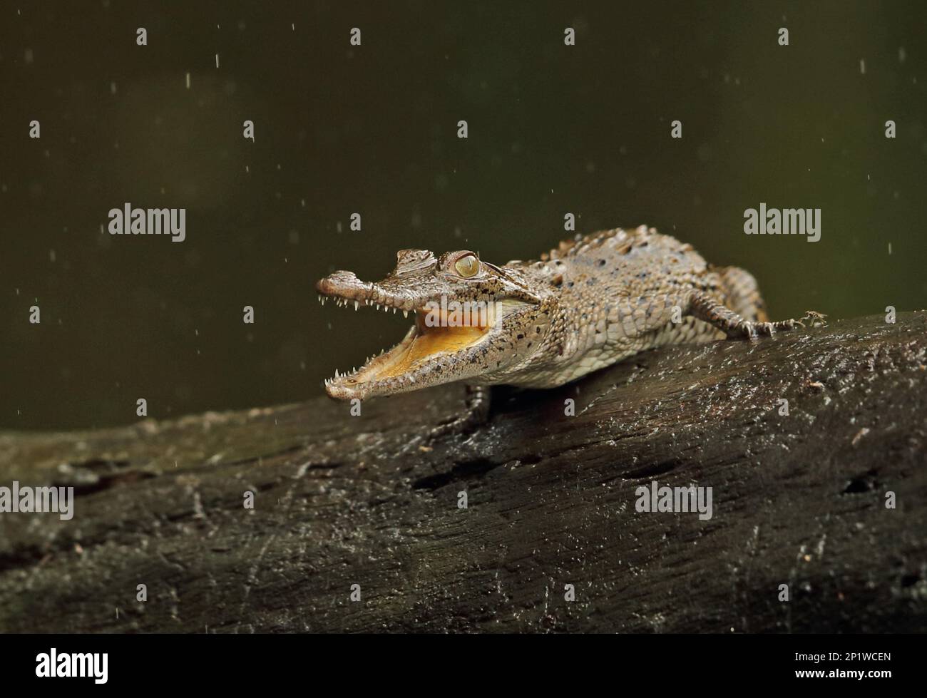 Pointed crocodile, Pointed crocodiles, american crocodile, American ...