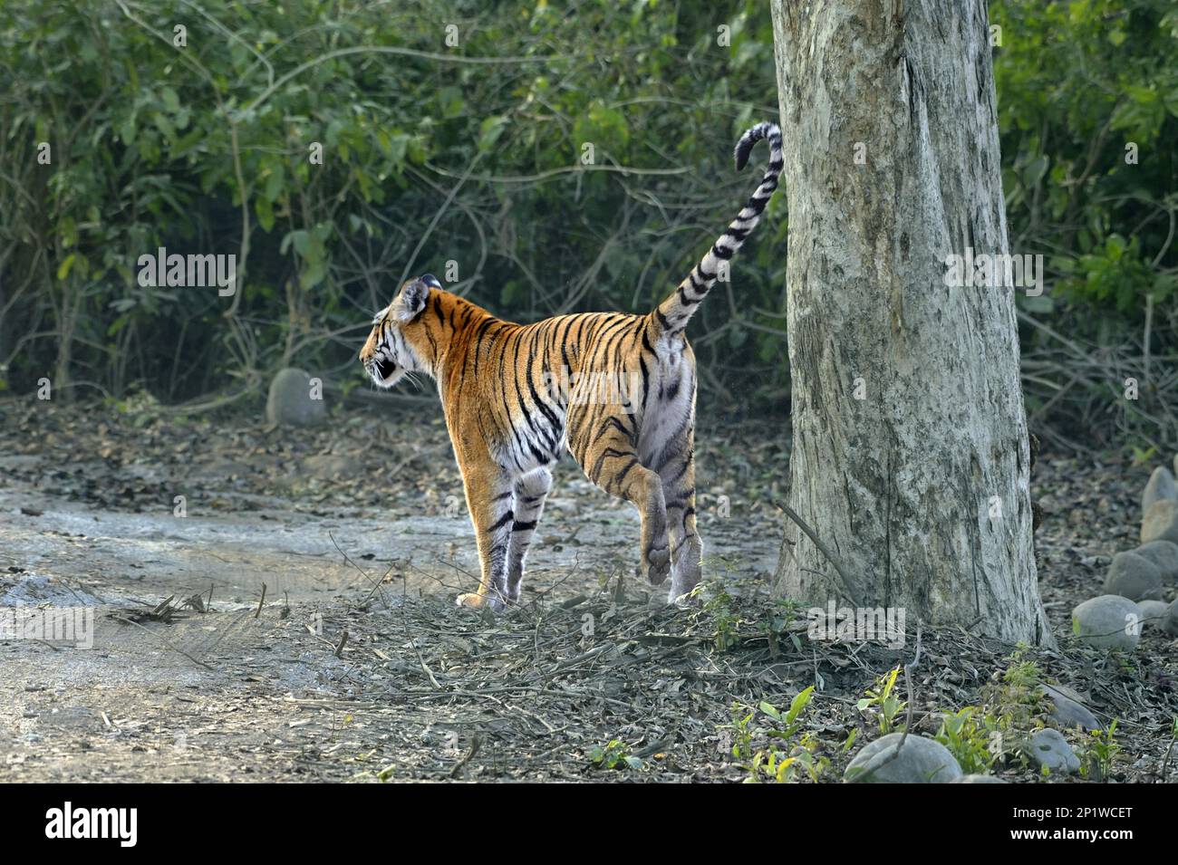 Bengal tiger (Panthera tigris tigris), Royal Bengal tiger, tiger, big ...