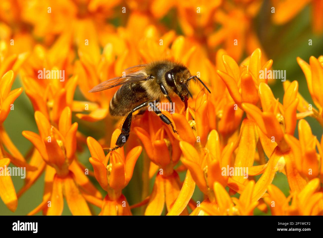 Western Honey Bee (Apis mellifera) introduced species, adult female ...