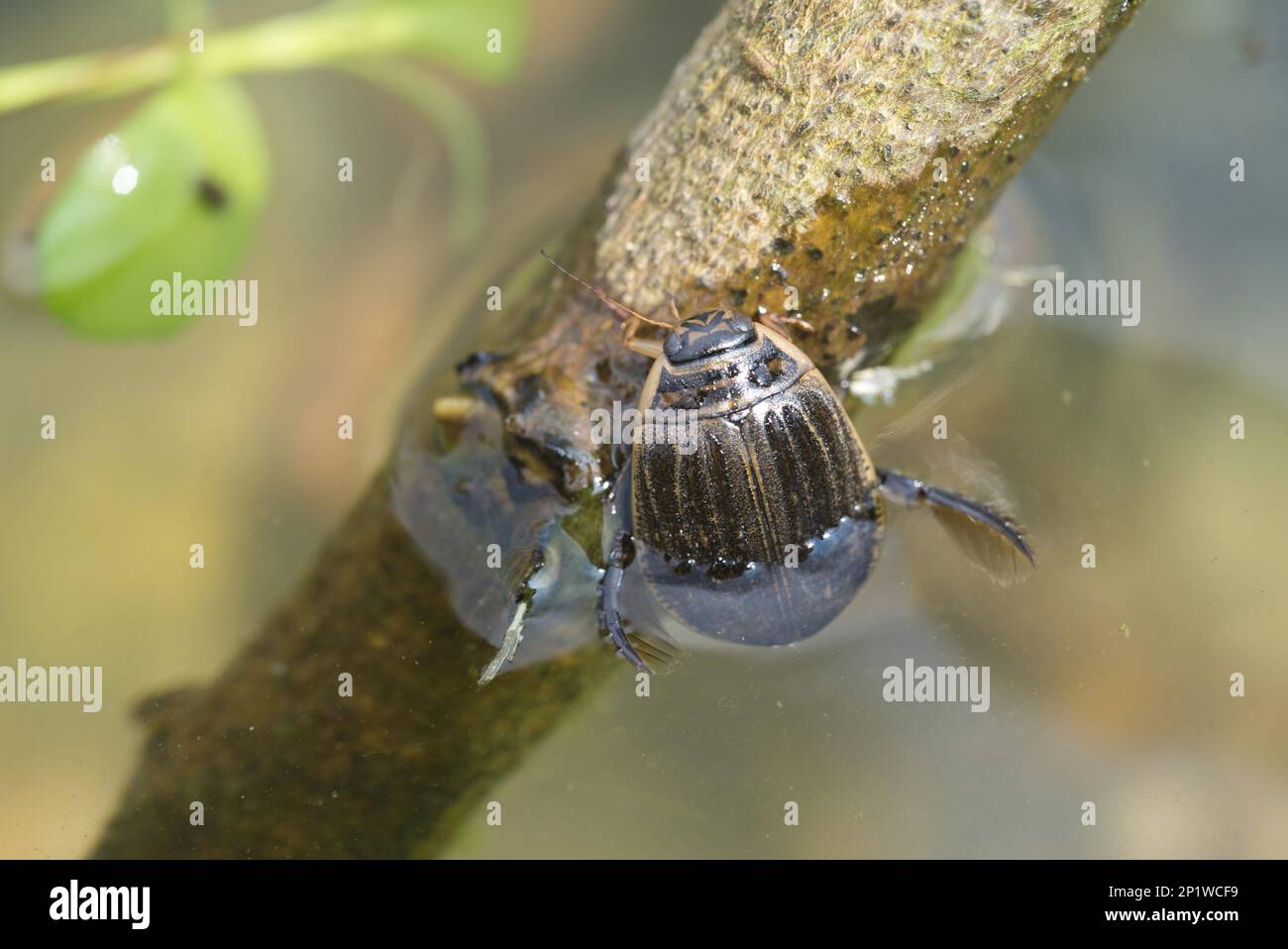 Lesser Diving Beetle (Acilius sulcatus) adult female, emerging from ...