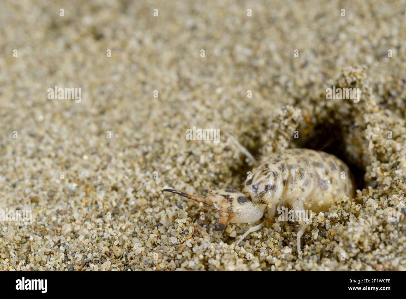 Antlion, Antlion, Other animals, Insects, Animals, Antlion (Synclisis ...