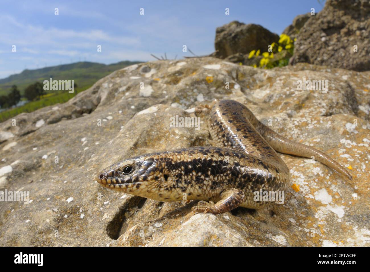 Spotted skinks hi-res stock photography and images - Alamy