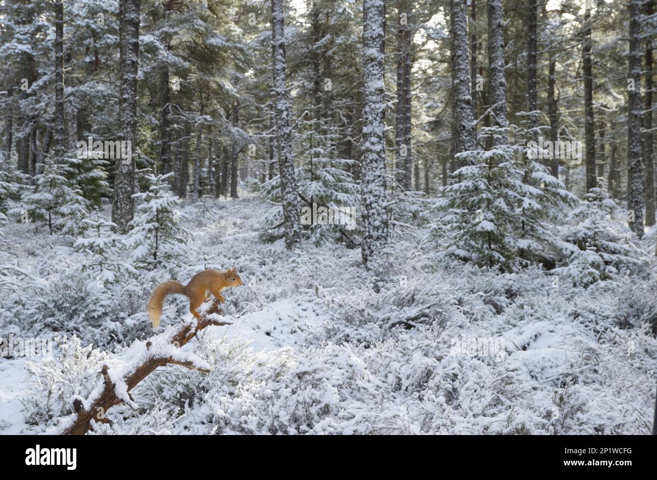 Eurasian red squirrel (Sciurus vulgaris), Squirrels, Rodents, Mammals ...