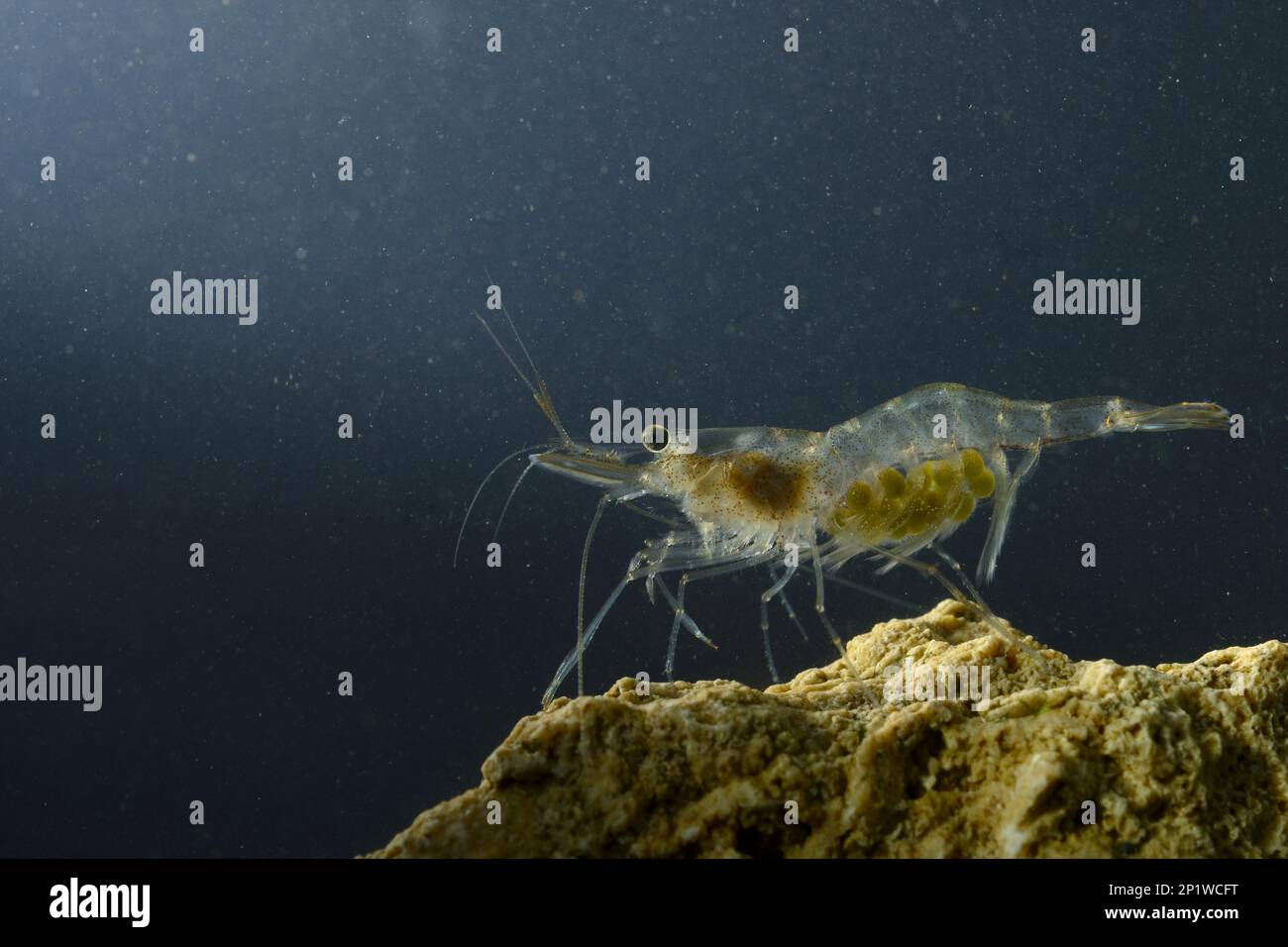 Pond shrimp (Palaemonetes antennarius), European freshwater shrimp ...