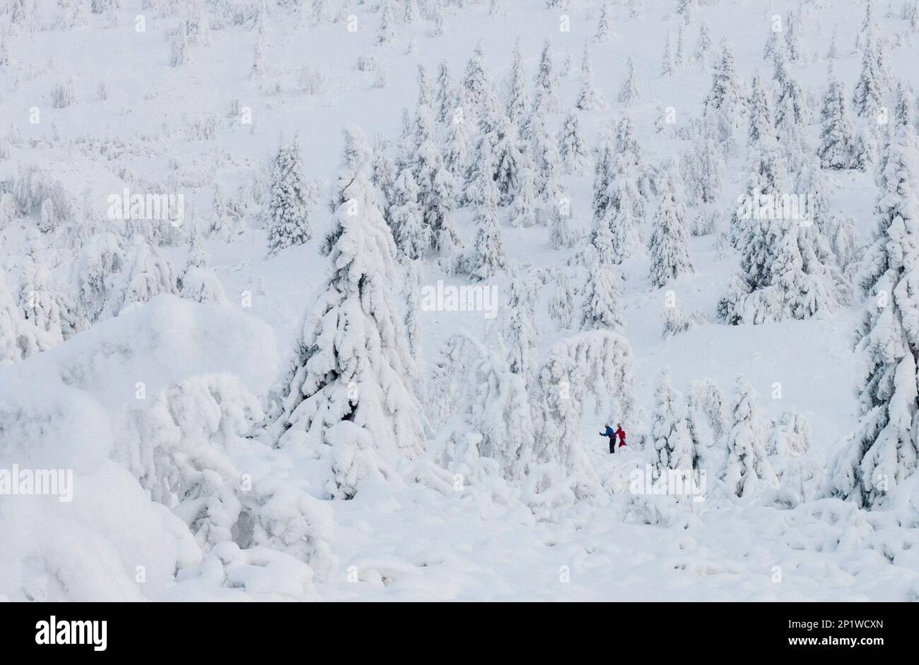 In this photo taken Saturday, Jan. 9, 2016, skiers go through the snow ...