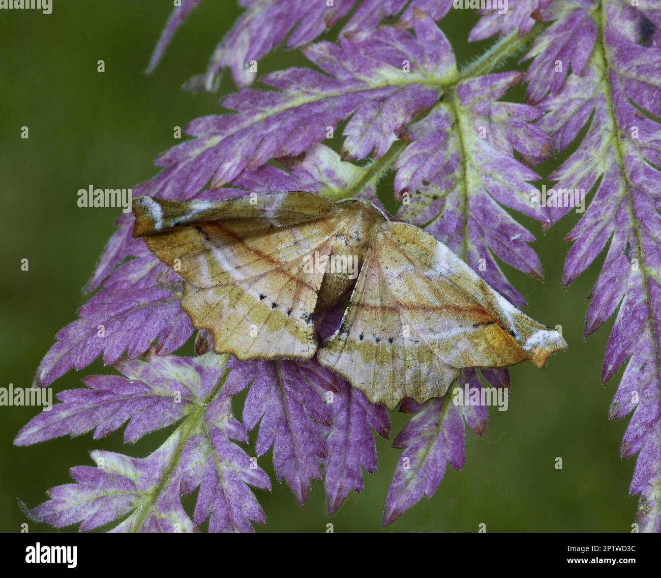 Lilac beauty moth (Hygrochroa syringaria) Adult female close-up ...