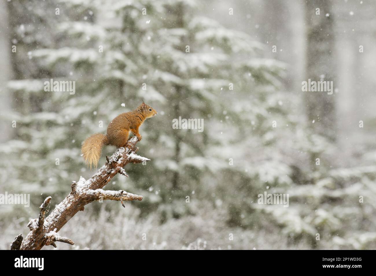 Eurasian red squirrel (Sciurus vulgaris), Squirrels, Rodents, Mammals ...