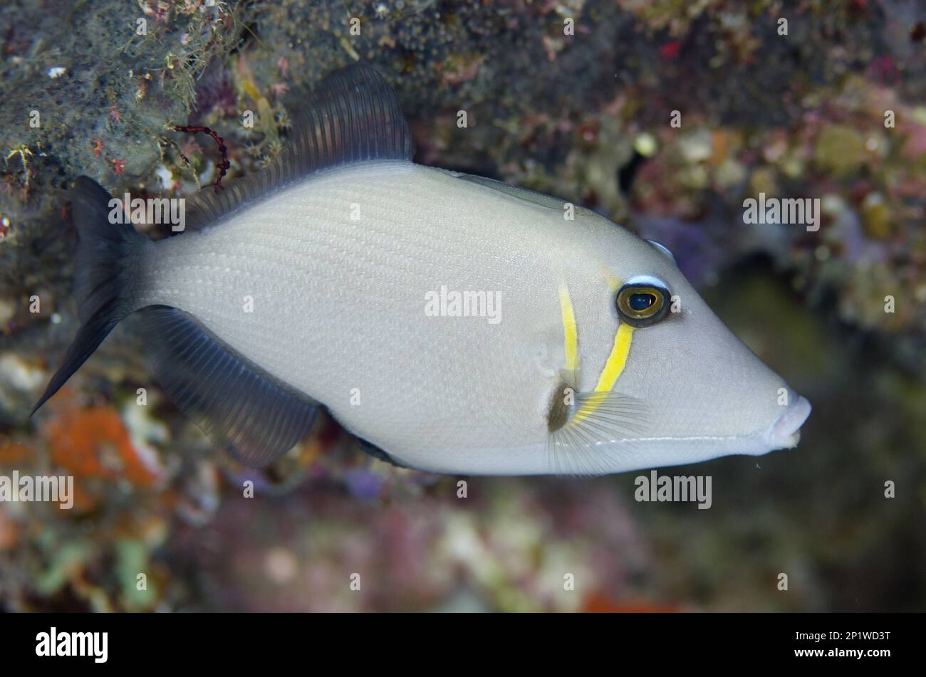 Boomerang triggerfish, White-bellied triggerfish, Boomerang triggerfish ...