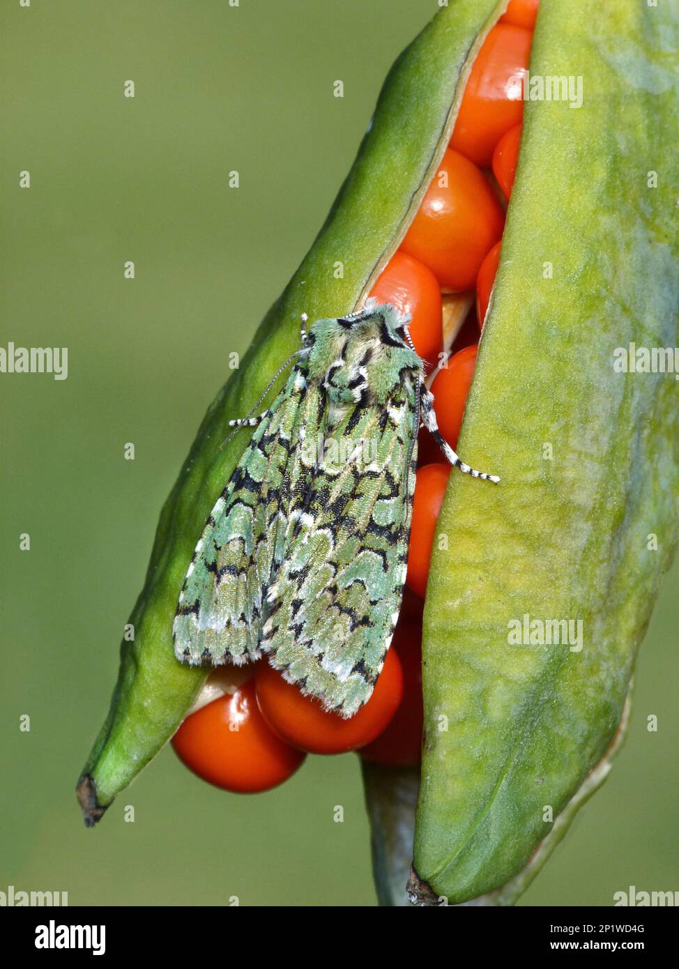 Griposia aprilina, Dichonia aprilina, merveille du jour (Dichioma ...