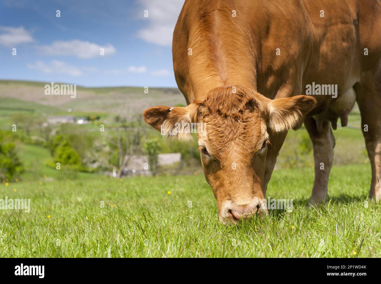 Limousin cattle, purebred, livestock, domestic animals, cloven-hoofed ...