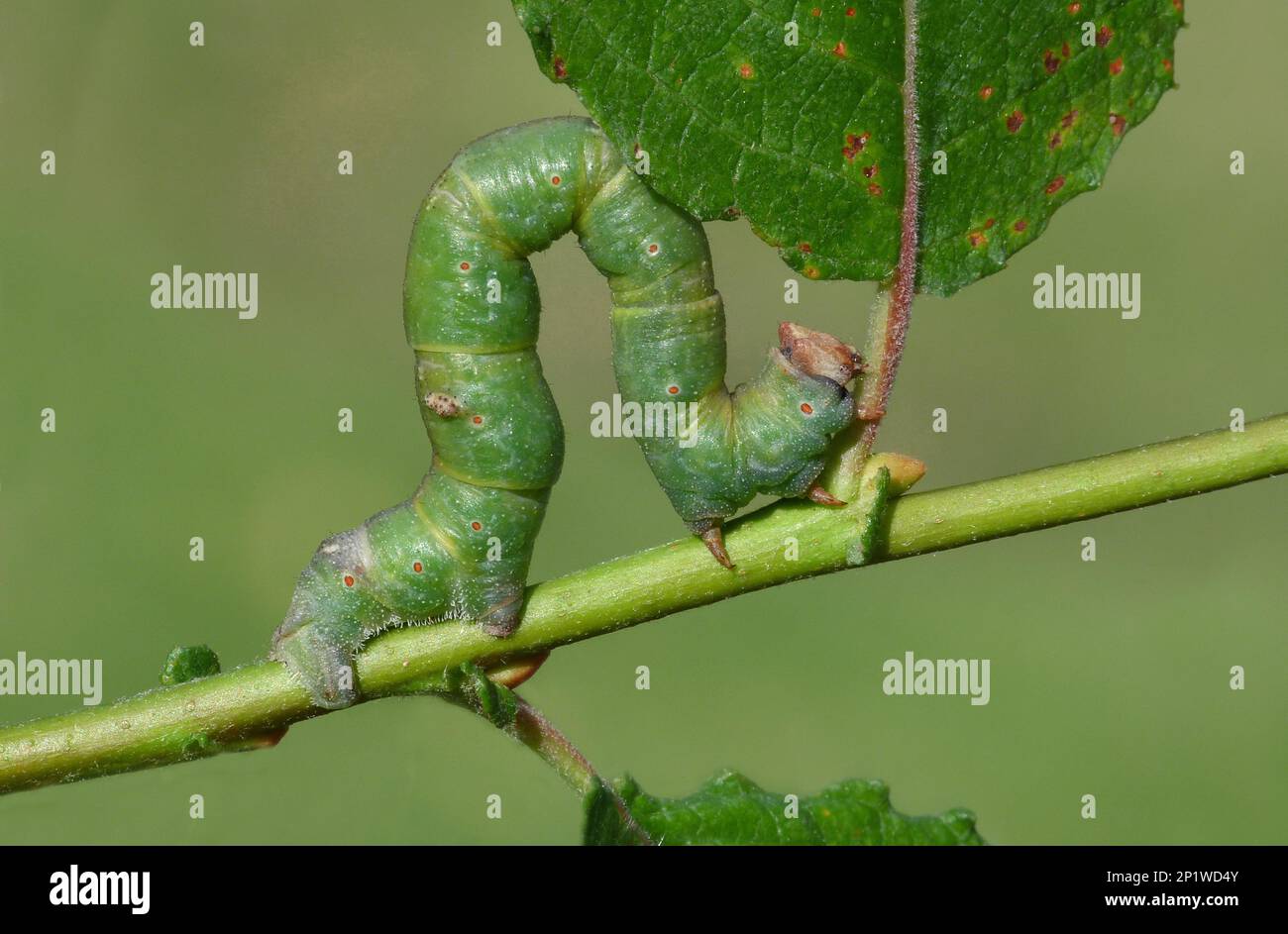Peppered moth (Biston betularia) larvae in last stage, feeding on salm ...