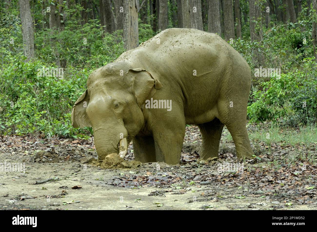 Bull elephant of jim corbett national park hi-res stock photography and ...