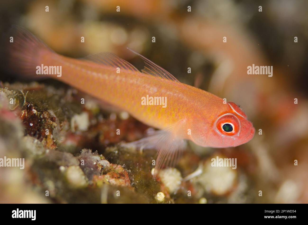 Coral Goby, Coral Gobies, Other animals, Fish, Animals, Gobies, Ringeye ...