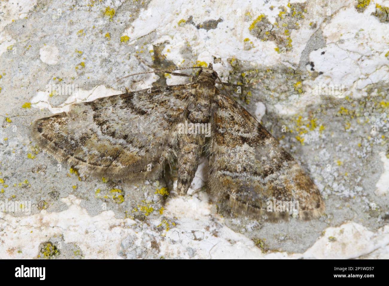 Double-striped pug (Gymnoscelis rufifasciata), Insects, Moths ...
