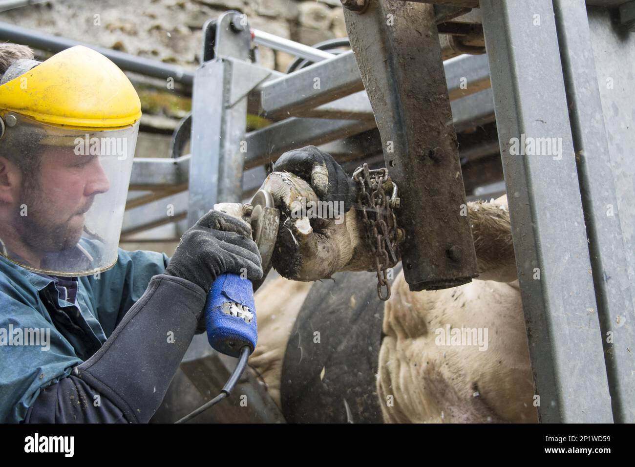 Farmer trimming a cow with its feet up in a rolled over crate. Cumbria ...
