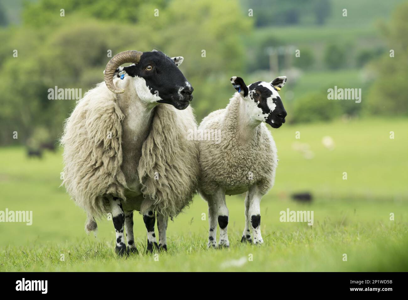 Blackface sheep, domestic animals, ungulates, livestock, cloven-hoofed ...