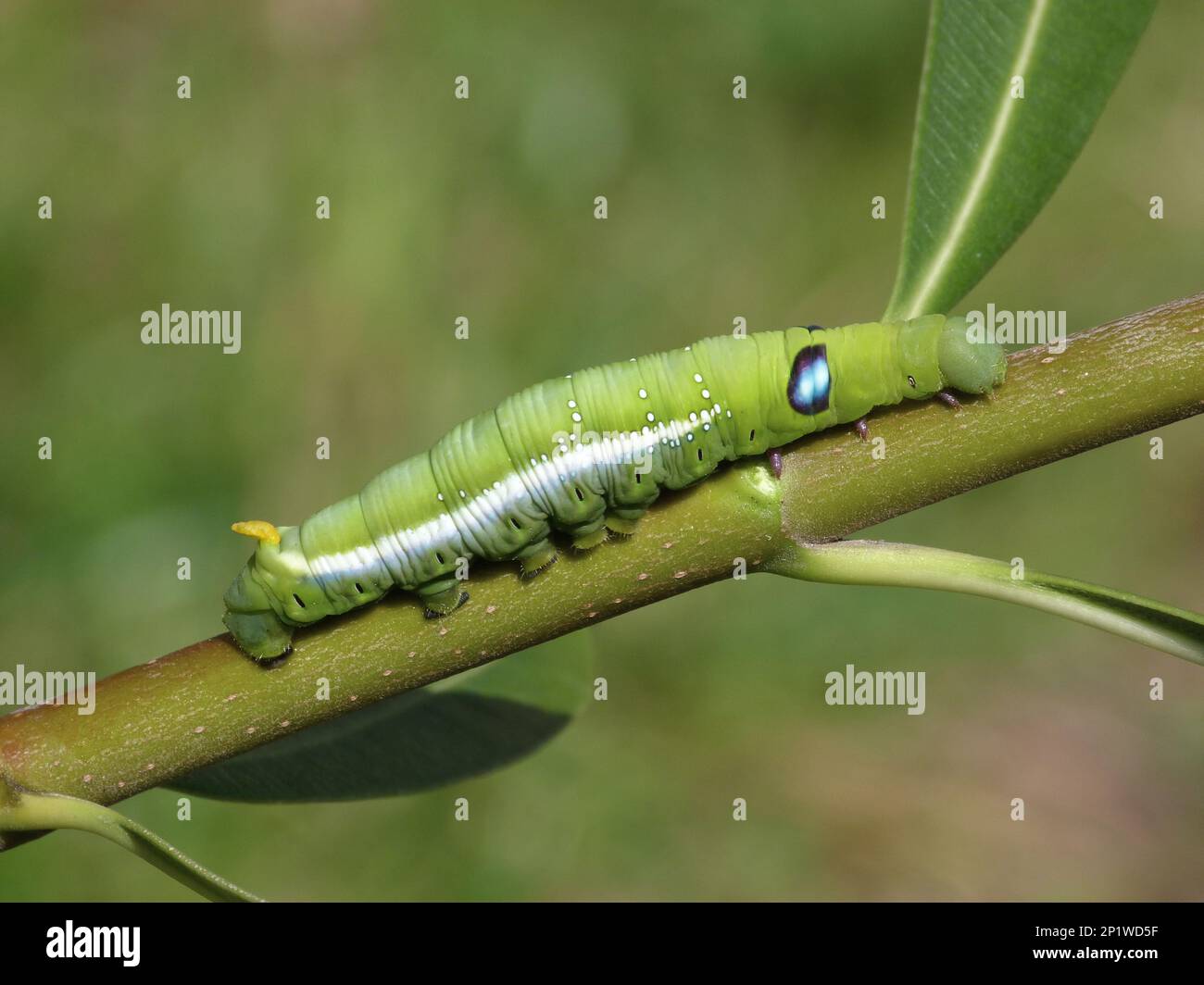 Oleander (Nerium oleander) Hawk Moth (Daphnis nerii) last instar larvae ...