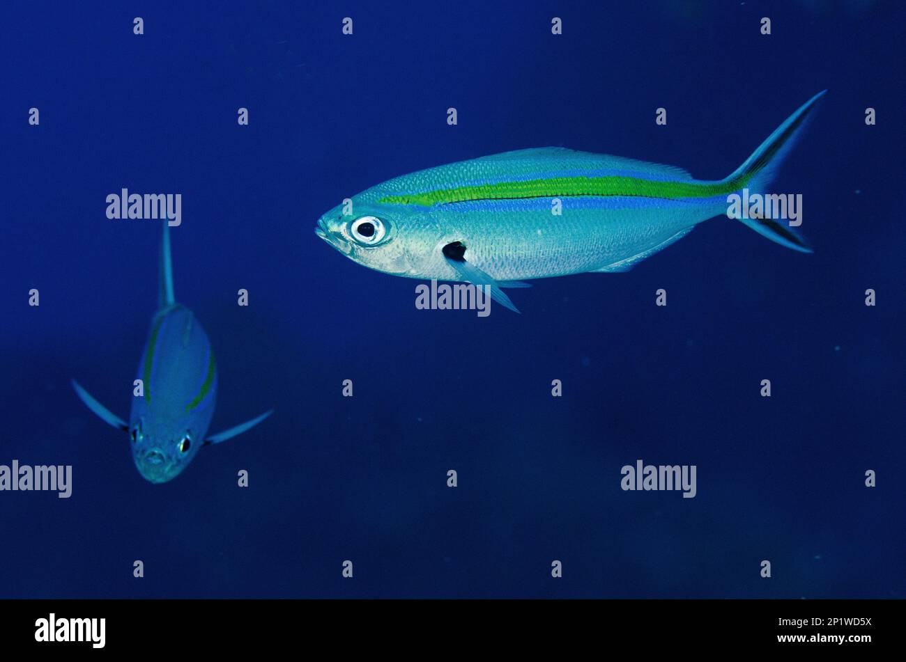 Goldband fusilier (Caesio caerulaurea), Other animals, Fishes, Animals ...