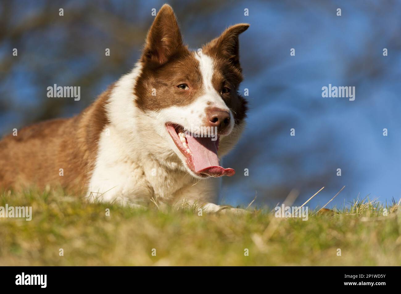 Border Collies, pedigree dogs, herding dogs, domestic dogs, pets ...
