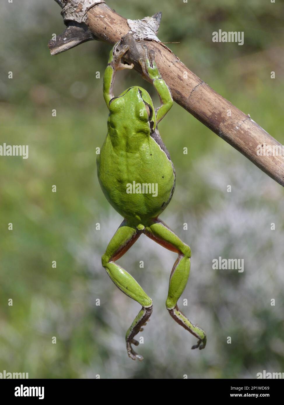 European Tree Frog (Hyla arborea) Adult hanging on dry small branch ...