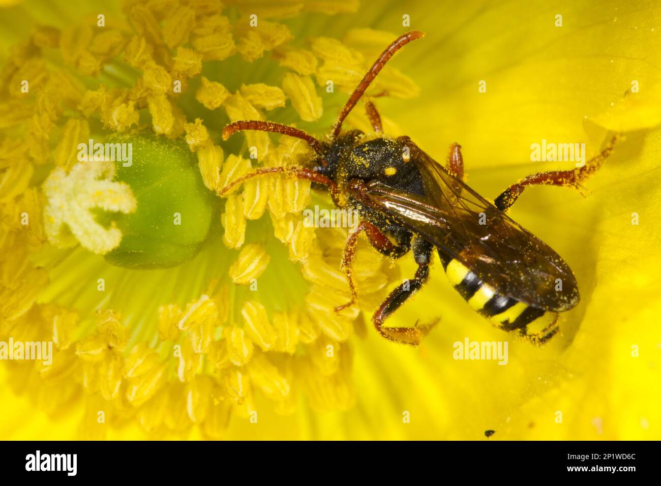 Adult female of a marsham's nomad bee (Nomada marshamella) feeding on a ...
