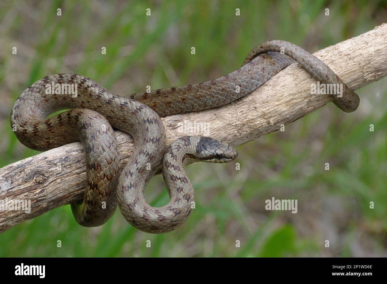 Southern Smooth Snake (Coronella austriaca) Adult coiled around stick ...