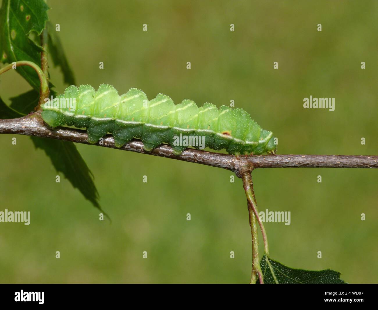 Tau Emperor (Aglia tau) larvae, third instar, on Silver birch (Betula ...