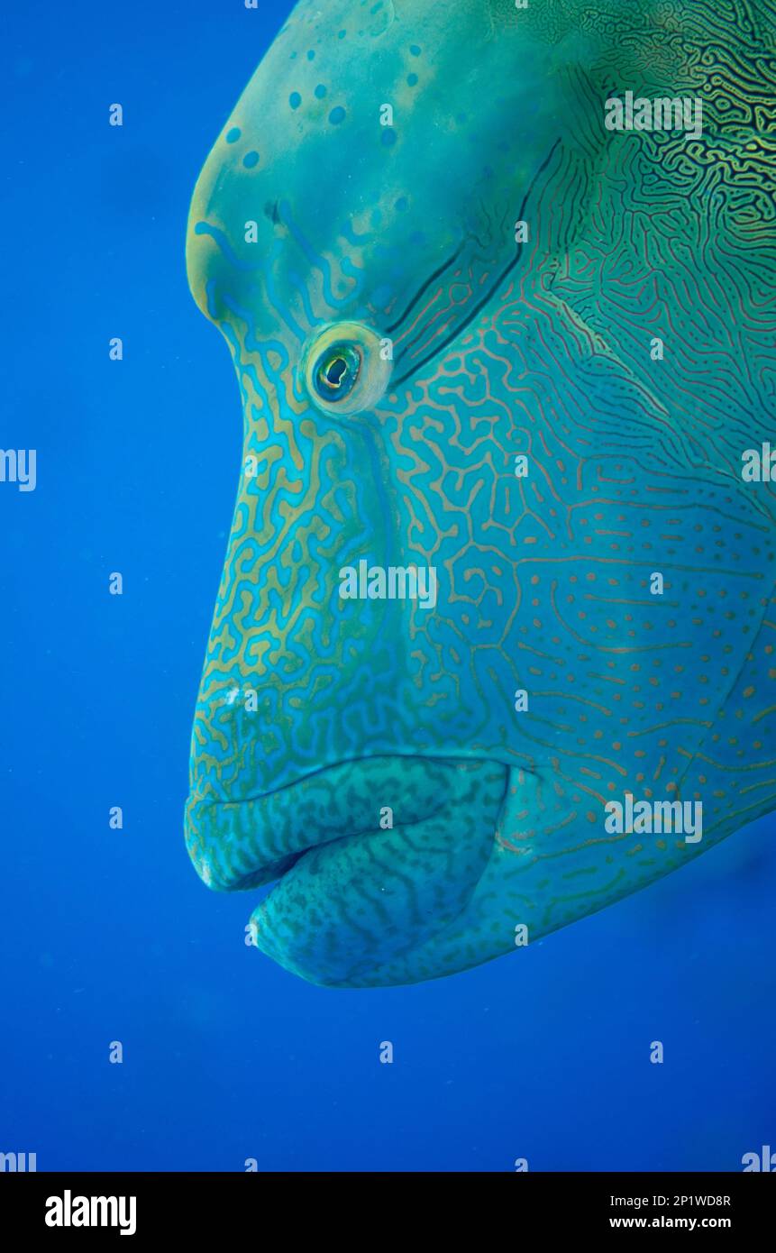 Napoleon wrasse, humphead wrasse (Cheilinus undulatus), Other animals ...