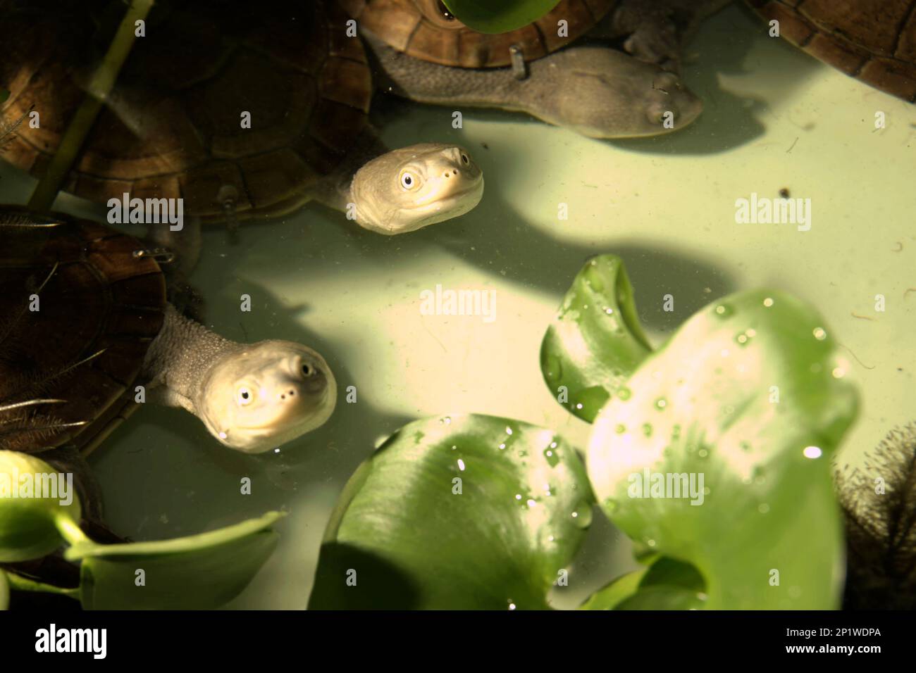 Freshwater turtles that are threatened by extinction risk (critically ...