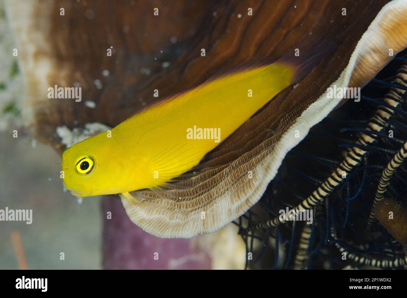 Other animals, Fish, Animals, Blenny, Blackspot Blenny (Ecsenius ...