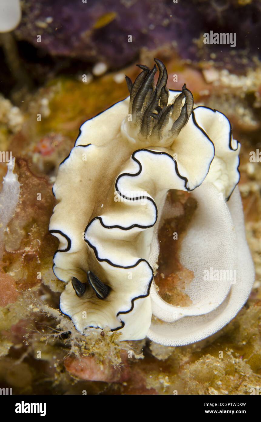 Dark margin (glossodoris), Doris atromarginata, Goniodoris atromarginata, Other animals, Marine ...