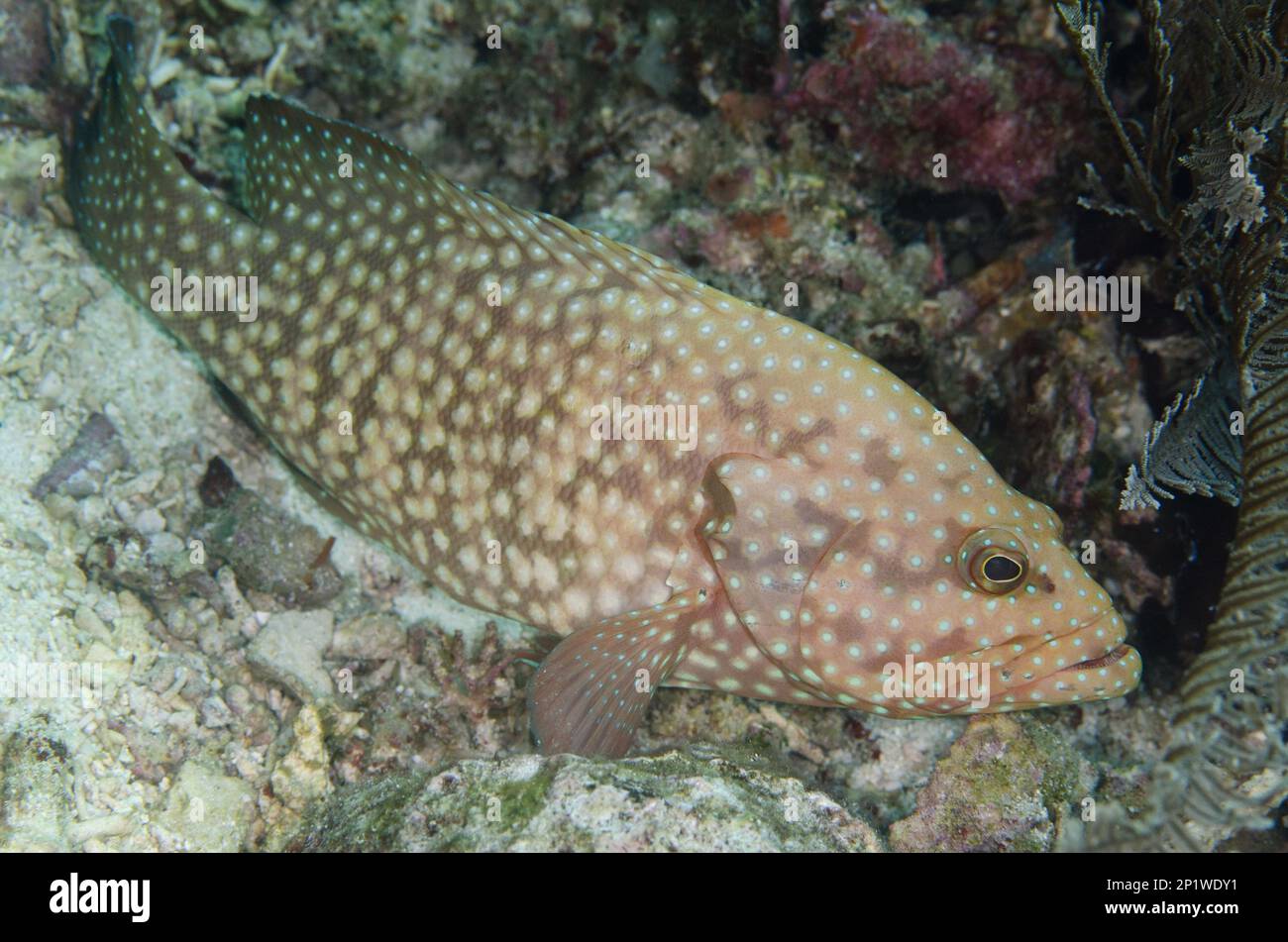 Blue-spotted Grouper (Cephalopholis cyanostigma), Near Penem (4 Kings ...