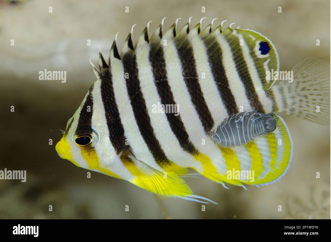 Many-banded angelfish Paracentropyge, with parasitic isopod and upright ...