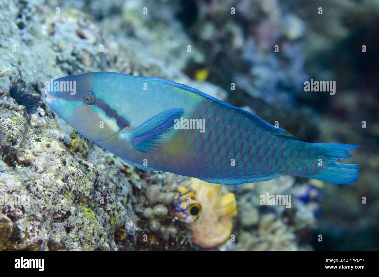 Yellow-barred yellowbarred parrotfish (Scarus dimidiatus), Boo Rocks ...