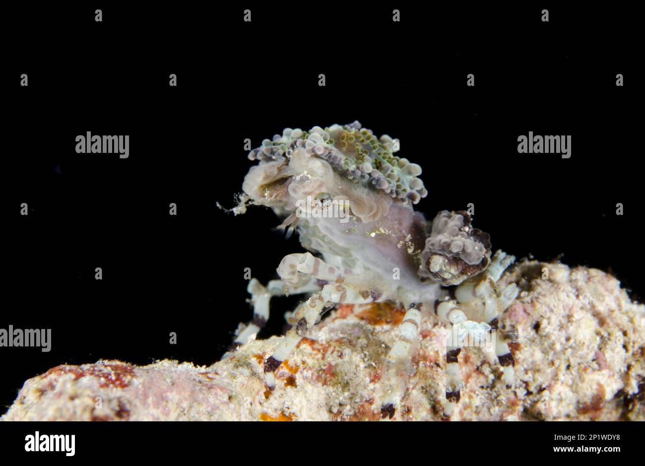 Tubercle spider crabs, Turberkel Spider Crab, Other Animals, Crabs ...
