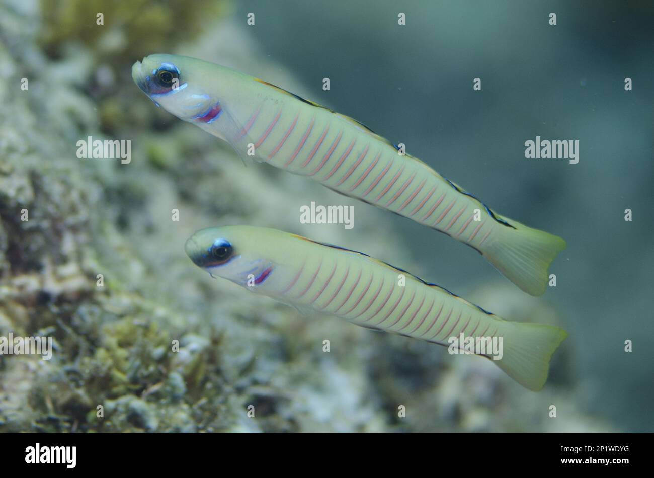 Zebra dartfish (Ptereleotris zebra), Other Animals, Fish, Animals ...