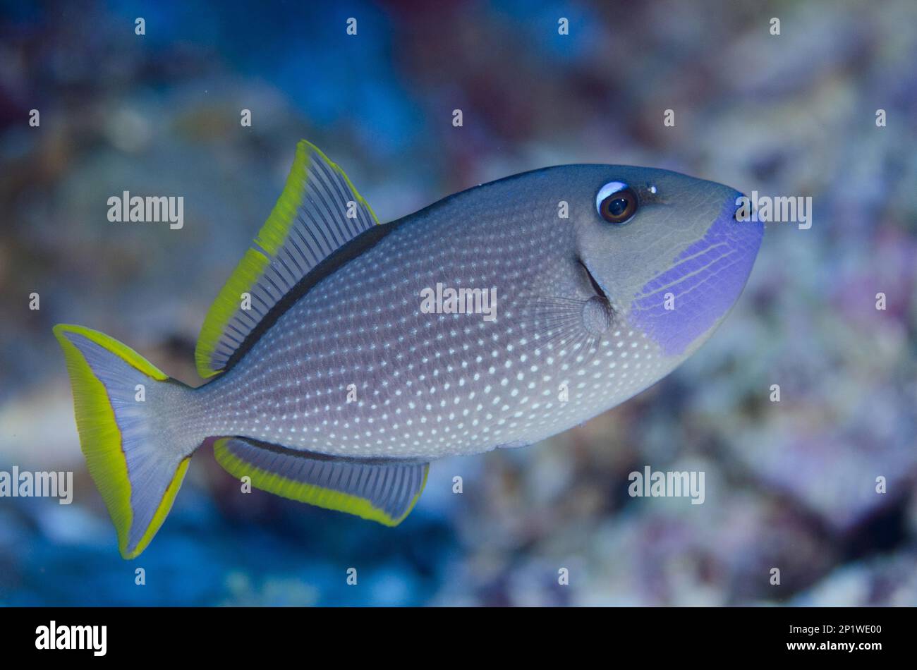 Gilded triggerfish (Xanthichthys auromarginatus), Blue-throated ...