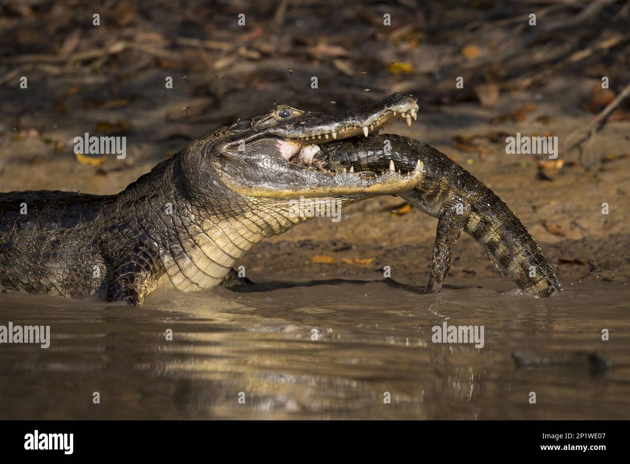 Spectacled Caiman, Crocodile Caiman, yacare caimans Crocodile Caiman ...