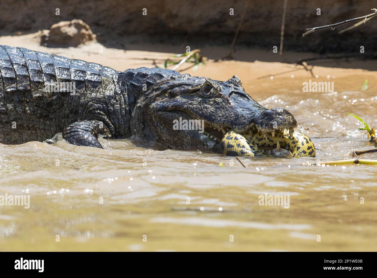 Adult Paraguayan yacare caiman (Caiman yacare), kills prey of yellow ...