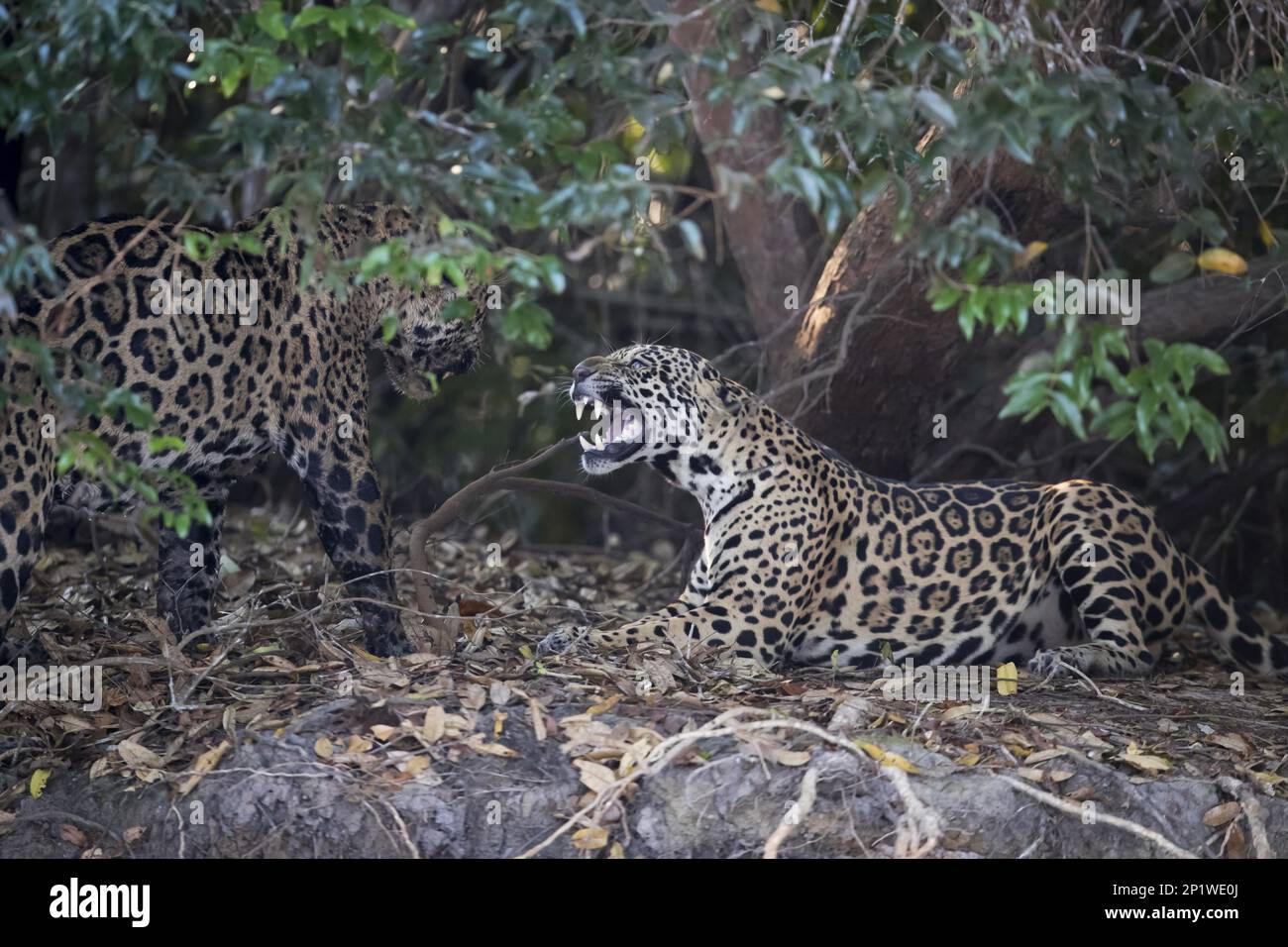 Parana jaguar, south american jaguar (Panthera onca palustris ...