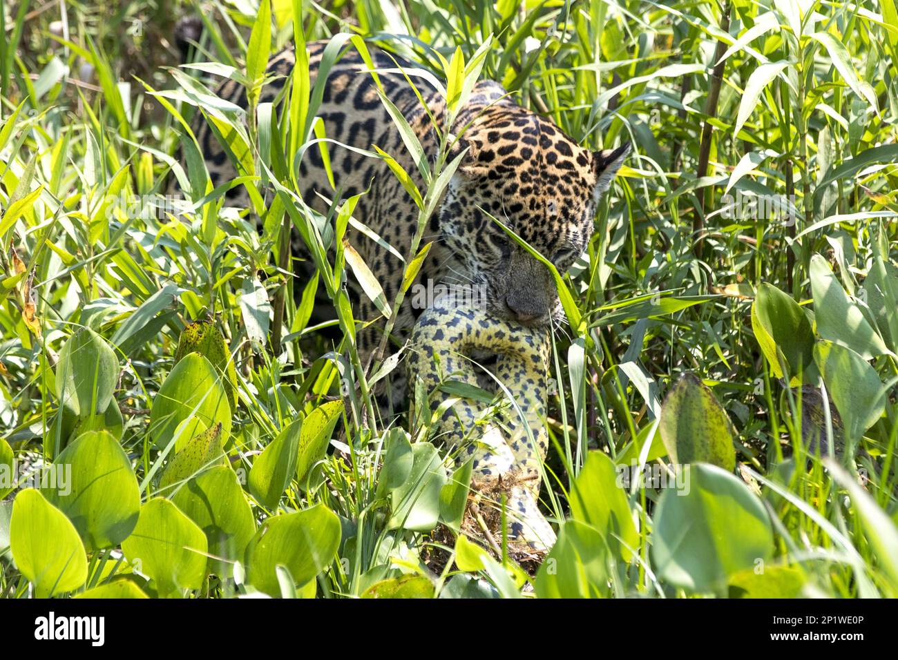 South american jaguar (Panthera onca palustris) adult, kills yellow ...